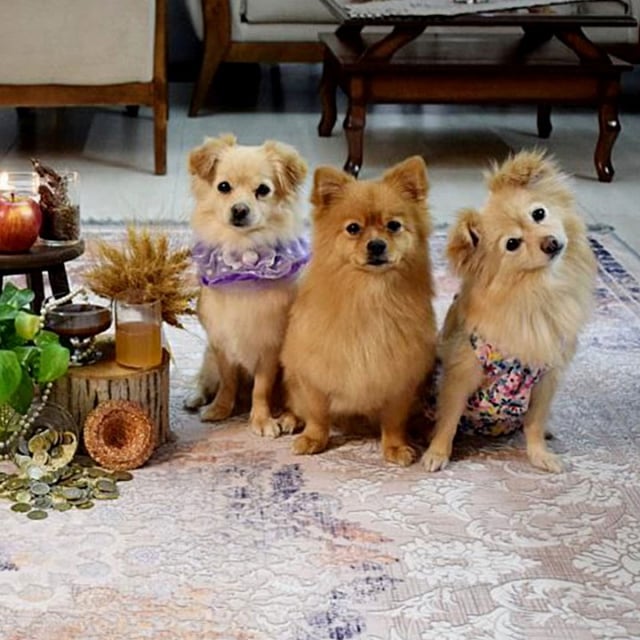 خرید اینترنتی فرش جولیا با قیمت ارزان و ارسال رایگان از کارخانه - مدما